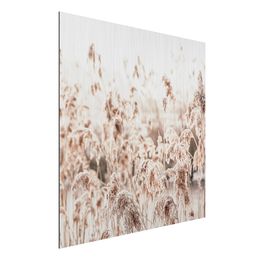 Alu Dibond Outdoor Bild - Meer von sonnigem Schilfgras - Blumen beige Landhaus wetterfest Gr&auml;ser Wohnzimmer Schlafzimmer