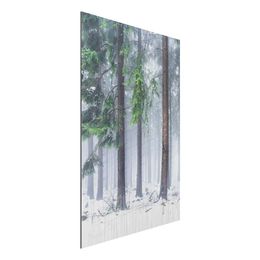 Bilderwelten Alu Dibond Outdoor Bild Wald gr&uuml;n Motiv wetterfest - Nadelb&auml;ume im Winter - B&auml;ume Wohnzimmer Schlafzimmer