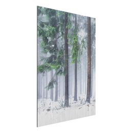 Bilderwelten Alu-Dibond Outdoor Bild Nadelb&auml;ume im Winter