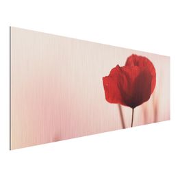 Bilderwelten Alu Dibond Outdoor Bild Blumen rosa Motiv wetterfest - Mohnbl&uuml;te in der D&auml;mmerung - Mohn Wohnzimmer Schlafzimmer