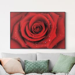 Wechselbild Rote Rose mit Wassertropfen