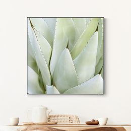 Wechselbild Aloe