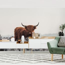 Bilderwelten Fototapete Tiere Motiv Wandtapete weiss - Bison in den Highlands - Deko Wohnzimmer Schlafzimmer
