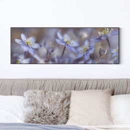 Wechselbild Anemonen in Blau