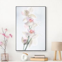 Wechselbild Zerbrechliche Orchidee