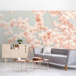 Bilderwelten Fototapete Blumen Landhaus Wandtapete rosa - Kirschbl&uuml;ten Glow - Kirschbl&uuml;te Wohnzimmer Schlafzimmer