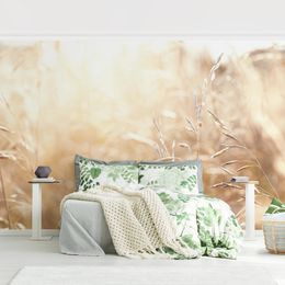 Bilderwelten Fototapete Blumen Landhaus Wandtapete beige - Gr&auml;ser im Sonnenschein - Gr&auml;ser Wohnzimmer Schlafzimmer
