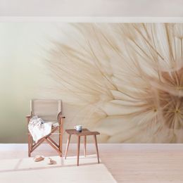Bilderwelten Fototapete Weiche Pusteblume