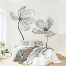 Bilderwelten Fototapete Zwei zarte wei&szlig;e Tulpen