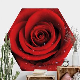 Bilderwelten Hexagon Fototapete Rote Rose mit Wassertropfen