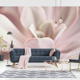 Bilderwelten Fototapete Blumen Motiv Wandtapete rosa - Rosane Sukkulentenbl&uuml;te - Deko Wohnzimmer Schlafzimmer