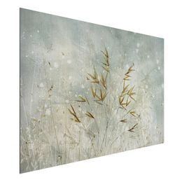 Alu Dibond Outdoor Bild - Zarte Zweige im Winternebel - Blumen grau Landhaus wetterfest Gr&auml;ser Wohnzimmer Schlafzimmer