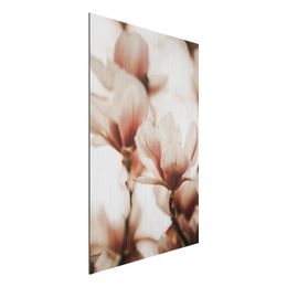 Bilderwelten Alu Dibond Outdoor Bild Blumen rosa Motiv wetterfest - Zarte Magnolienbl&uuml;ten im Lichtspiel - Deko Wohnzimmer Schlafzimmer