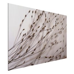 Alu Dibond Outdoor Bild - Zarte Gr&auml;ser im Windschatten - Blumen braun Landhaus wetterfest Gr&auml;ser Wohnzimmer Schlafzimmer