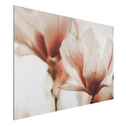 Bilderwelten Alu Dibond Outdoor Bild Blumen rosa Motiv wetterfest - Zarte Magnolienbl&uuml;ten im Lichtspiel - Deko Wohnzimmer Schlafzimmer
