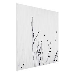 Alu Dibond Outdoor Bild - Zarte Gr&auml;ser im nahen Schatten - Blumen schwarz weiss Landhaus wetterfest Gr&auml;ser Wohnzimmer Schlafzimmer