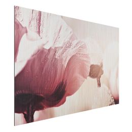 Bilderwelten Alu Dibond Outdoor Bild Blumen rosa Motiv wetterfest - Zartrosane Mohnbl&uuml;te mit Wassertropfen - Mohn Wohnzimmer Schlafzimmer