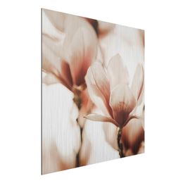 Bilderwelten Alu Dibond Outdoor Bild Blumen rosa Motiv wetterfest - Zarte Magnolienbl&uuml;ten im Lichtspiel - Deko Wohnzimmer Schlafzimmer