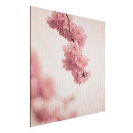 Alu Dibond Outdoor Bild - Zartrosane Fr&uuml;hlingsbl&uuml;te mit Bokeh - Blumen rosa Motiv wetterfest Kirschbl&uuml;te Wohnzimmer Schlafzimmer