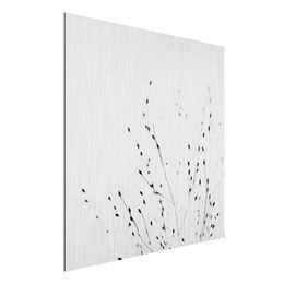 Bilderwelten Alu Dibond Outdoor Bild Blumen schwarz weiss Landhaus wetterfest - Zarte Gr&auml;ser im Schatten - Gr&auml;ser Wohnzimmer Schlafzimmer