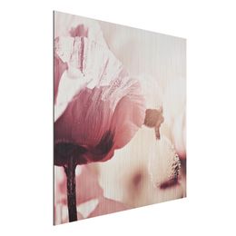 Bilderwelten Alu Dibond Outdoor Bild Blumen rosa Motiv wetterfest - Zartrosane Mohnbl&uuml;te mit Wassertropfen - Mohn Wohnzimmer Schlafzimmer
