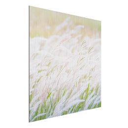 Alu Dibond Outdoor Bild - Weiche Gr&auml;ser - Blumen beige Landhaus wetterfest Gr&auml;ser Wohnzimmer Schlafzimmer