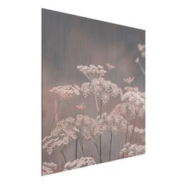 Alu Dibond Outdoor Bild - Wilde Doldenbl&uuml;ten - Blumen rosa Motiv wetterfest Deko Wohnzimmer Schlafzimmer
