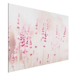 Bilderwelten Alu Dibond Outdoor Bild Blumen rosa Landhaus wetterfest - Zartrosaner Lavendel - Gr&auml;ser Wohnzimmer Schlafzimmer