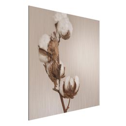Bilderwelten Alu Dibond Outdoor Bild Blumen braun Motiv wetterfest - Zerbrechlicher Baumwollzweig - Deko Wohnzimmer Schlafzimmer