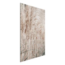 Bilderwelten Alu-Dibond Outdoor Bild Warmes Pampasgras im Sommer
