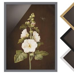 Bilderwelten Bild mit Rahmen - Hochformat Barbara Regina Dietzsch - Stockrose