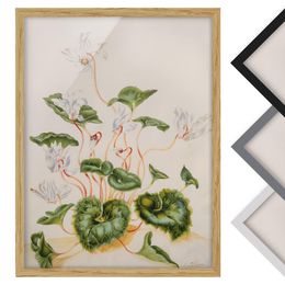 Bilderwelten Bild mit Rahmen - Hochformat Anna Maria Sibylla Merian - Wei&szlig;e Veilchen