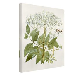 Bilderwelten Leinwandbild - Hochformat Wildkr&auml;uter Schautafel V