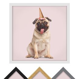 Bilderwelten Bild mit Rahmen Tiere beige Fotomontage inkl. Rahmung - Mops mit Eiswaffel - Hund K&uuml;che