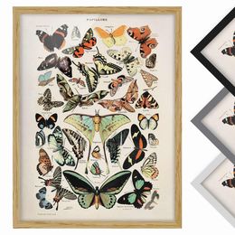 Bilderwelten Bild mit Rahmen Tiere t&uuml;rkis Vintage inkl. Rahmung - Vintage Lehrtafel Schmetterlinge und Falter - Retro Wohnzimmer Schlafzimmer