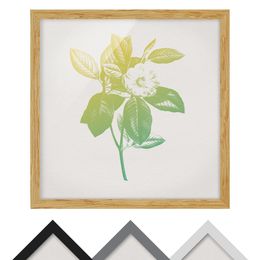 Bilderwelten Bild mit Rahmen - Quadrat Modern Vintage Botanik Kirschbl&uuml;te Gr&uuml;n Gelb