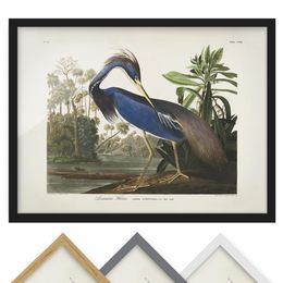 Bilderwelten Bild mit Rahmen - Querformat Vintage Lehrtafel Louisiana Reiher