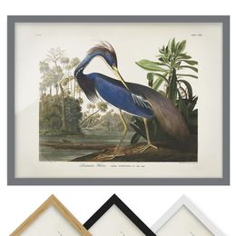Bilderwelten Bild mit Rahmen Tiere blau Vintage inkl. Rahmung - Vintage Lehrtafel Louisiana Reiher - Retro Wohnzimmer Schlafzimmer