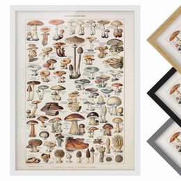Bilderwelten Bild mit Rahmen Kulinarisch braun Vintage inkl. Rahmung - Vintage Lehrtafel Pilze - Pflanzen K&uuml;che