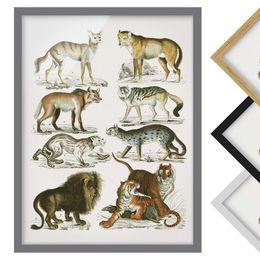 Bilderwelten Bild mit Rahmen Tiere braun Vintage inkl. Rahmung - Vintage Lehrtafel L&ouml;we, Tiger und Schakal - Retro Wohnzimmer Schlafzimmer