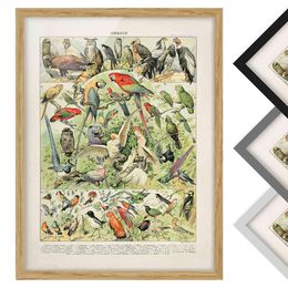 Bilderwelten Bild mit Rahmen Tiere bunt Vintage inkl. Rahmung - Vintage Lehrtafel V&ouml;gel - Retro Wohnzimmer Schlafzimmer