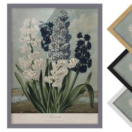 Bilderwelten Bild mit Rahmen Blumen blau Vintage inkl. Rahmung - Botanik Vintage Illustration Blaue und weiße Hyazinthen - Retro Wohnzimmer Schlafzimmer