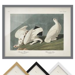 Bilderwelten Bild mit Rahmen Tiere schwarz weiss Vintage inkl. Rahmung - Vintage Lehrtafel Moorschneehuhn - Retro Wohnzimmer Schlafzimmer