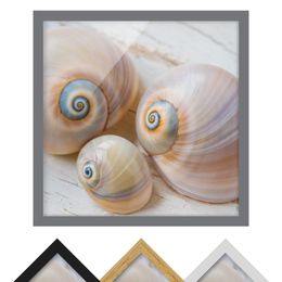 Bilderwelten Bild mit Rahmen - Quadrat Muscheltrio auf Holz