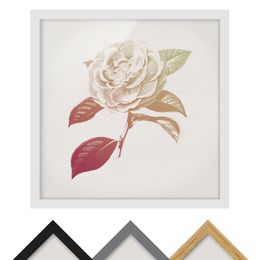 Bilderwelten Bild mit Rahmen - Quadrat Modern Vintage Botanik Rose Rot Gr&uuml;n