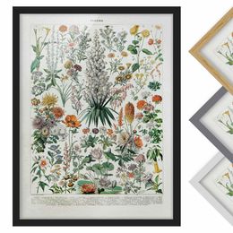 Bilderwelten Bild mit Rahmen - Hochformat Vintage Lehrtafel Blumen I