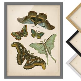 Bilderwelten Bild mit Rahmen Tiere braun Vintage inkl. Rahmung - Vintage Illustration Exotische Schmetterlinge II - Retro Wohnzimmer Schlafzimmer