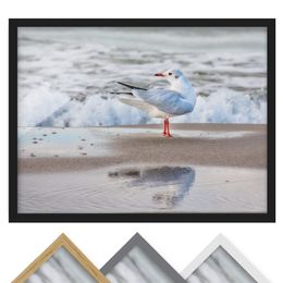 Bilderwelten Bild mit Rahmen - Querformat M&ouml;we am Strand vor Meer