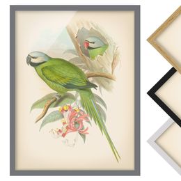 Bilderwelten Bild mit Rahmen - Hochformat Vintage Illustration Tropische V&ouml;gel II
