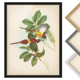 Bilderwelten Bild mit Rahmen Tiere gr&uuml;n Vintage inkl. Rahmung - Vintage Illustration Tropische V&ouml;gel III - Retro Wohnzimmer Schlafzimmer